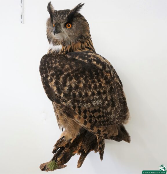 Vögel - Hofinger Tierpräparator